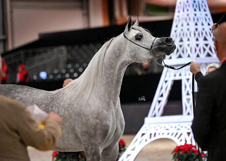 sellerie faras store